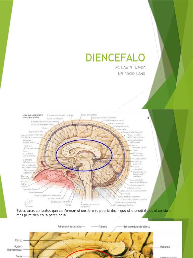DIENCEFALO para Estudiantes | PDF | Salud y bienestar