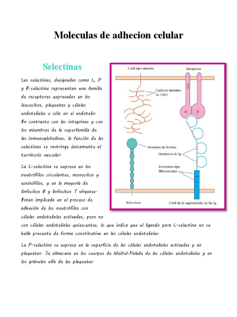 Moleculas de Adhecion Celular | PDF | Integrina | Inmunología