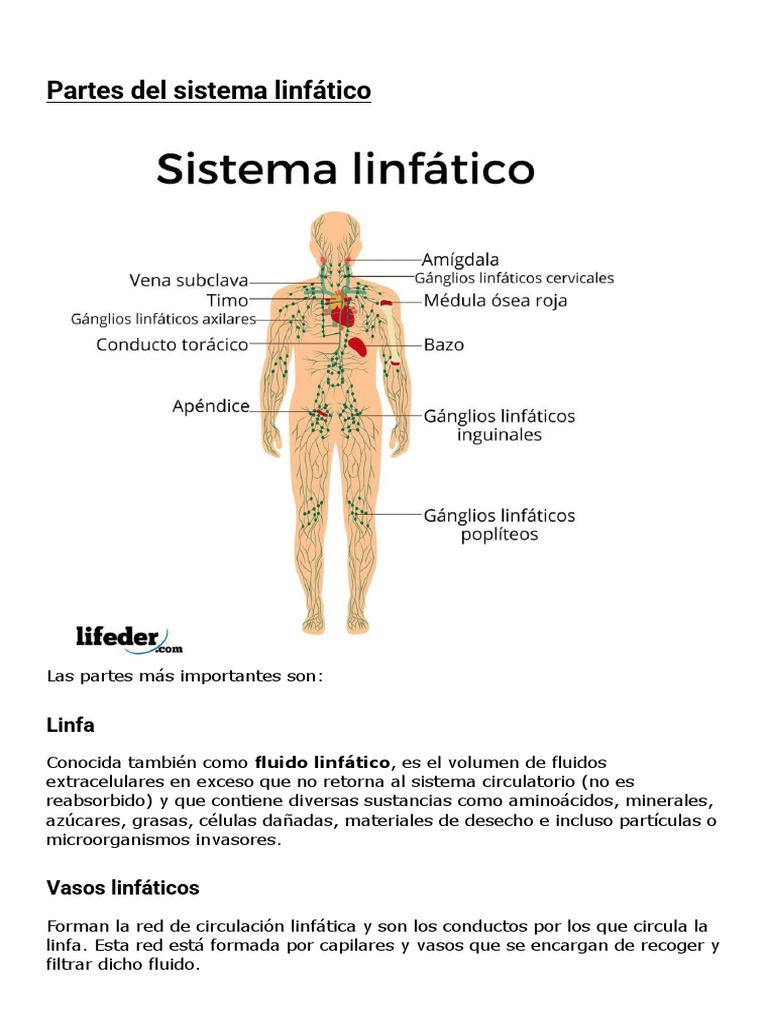 Resumen Del Sistema Linfatico _ ¿Qué es el Sistema Linfático? Explicado ...