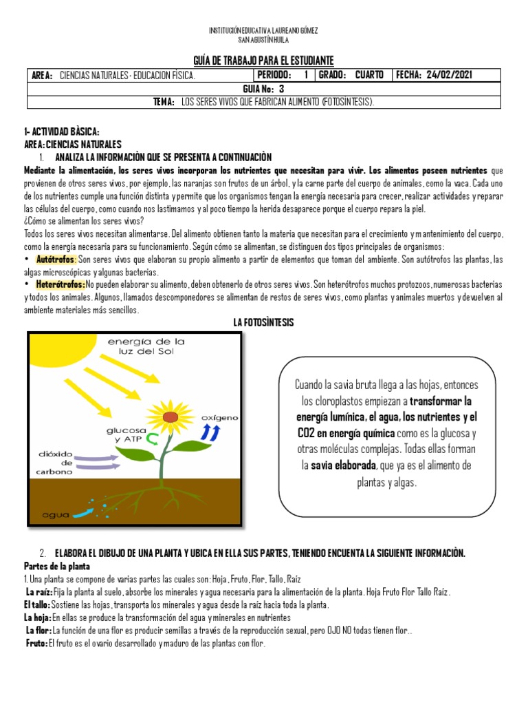 Los Seres Vivos Que Fabrican Alimento | PDF