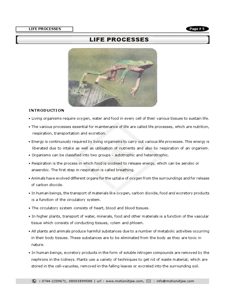 Life Processes | PDF | Cellular Respiration | Digestion