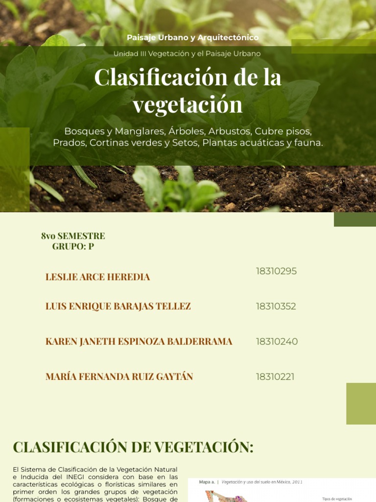 Clasificación de La Vegetación | PDF | Mangle | Fauna