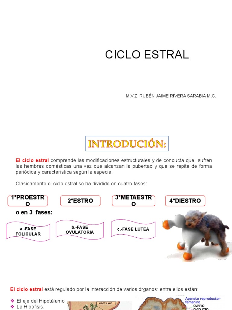 Ciclo Estral | PDF | Procesos biologicos | Reproducción