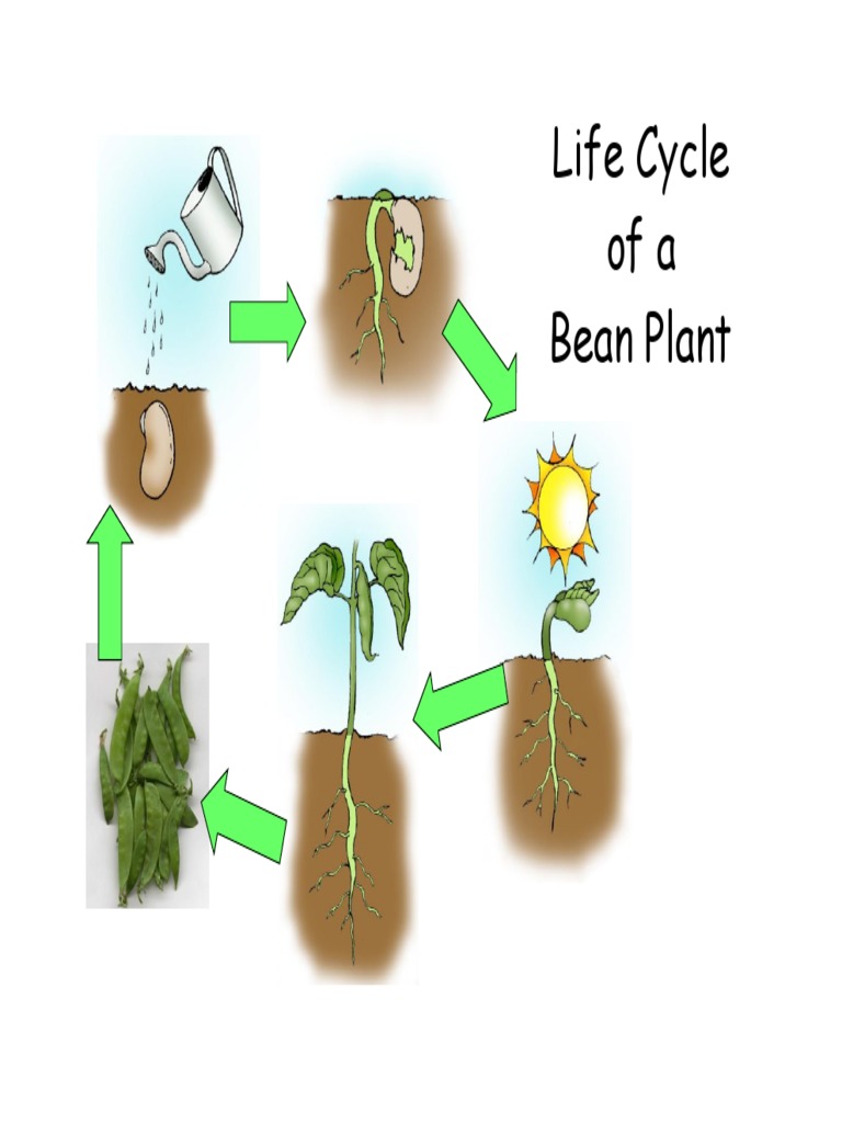 Life Cycle of a Bean Plant | PDF