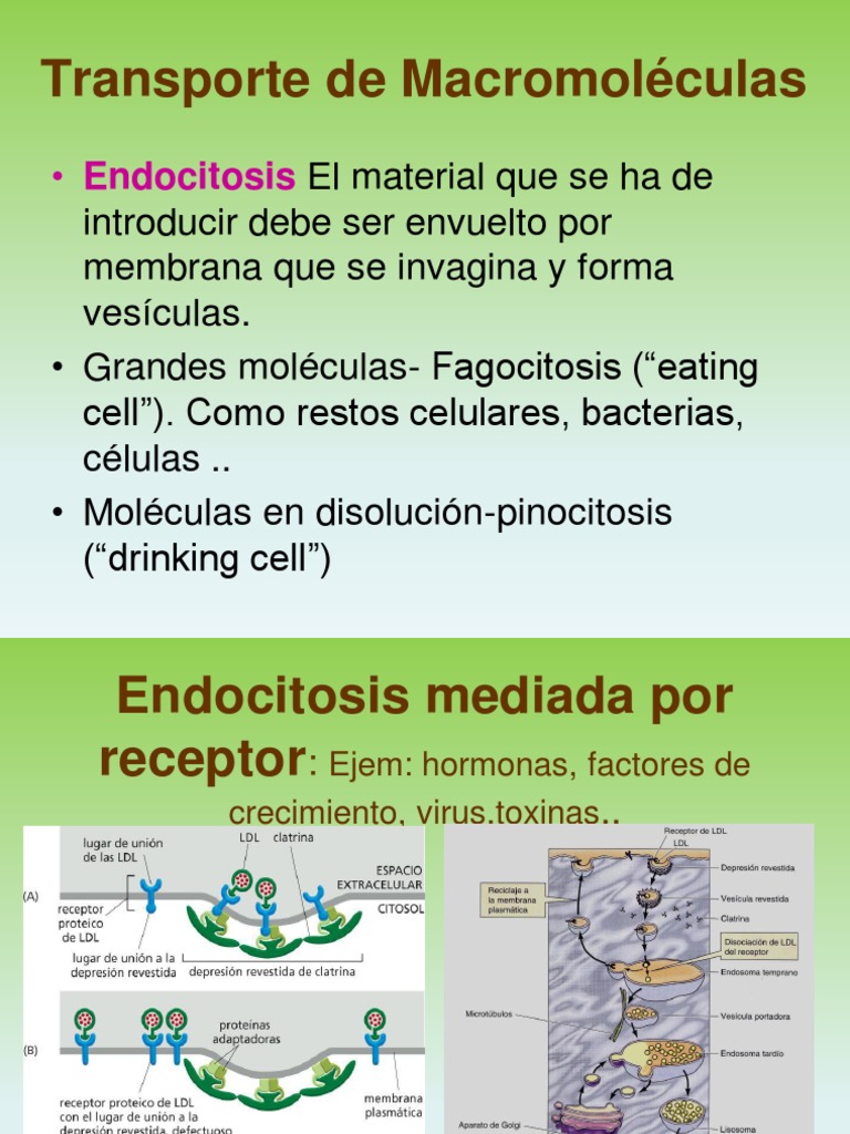 Tema 4 y 5 La Membrana Plasmatica. Uniones Intercelulares | PDF ...