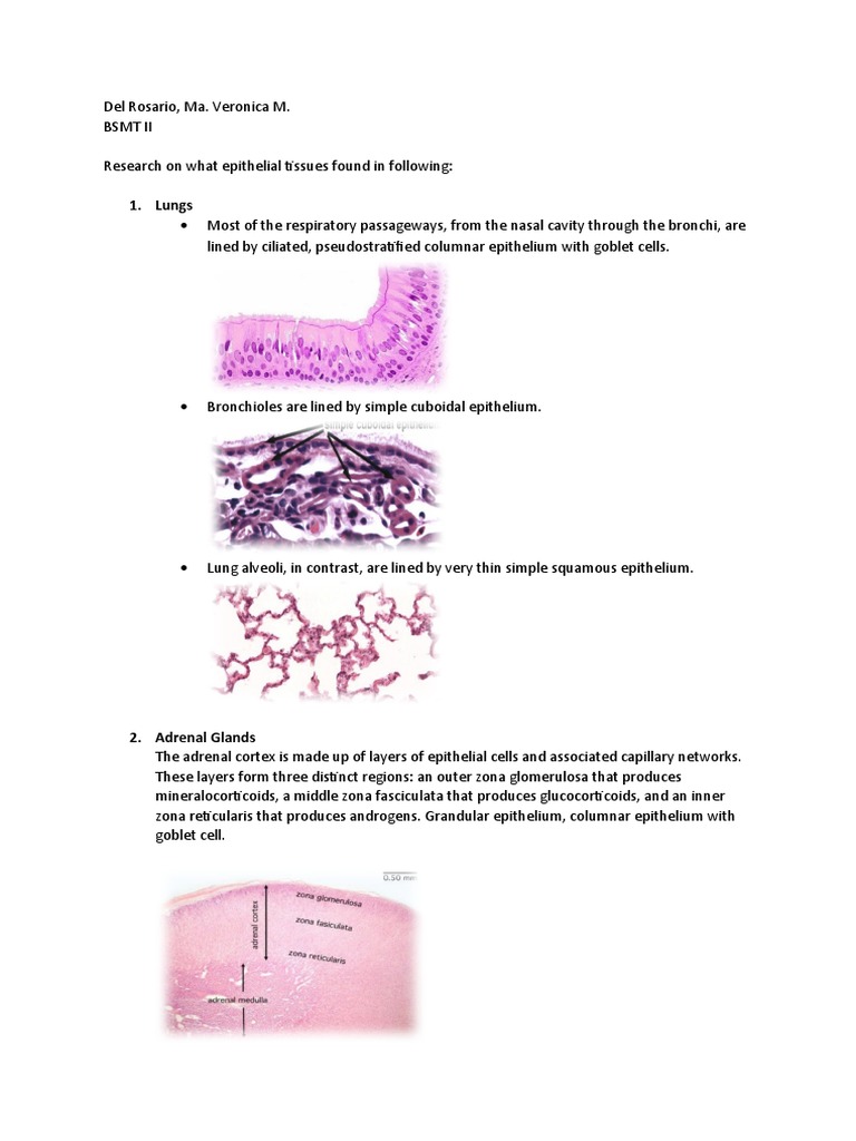 Histology Assignment | PDF | Epithelium | Liver