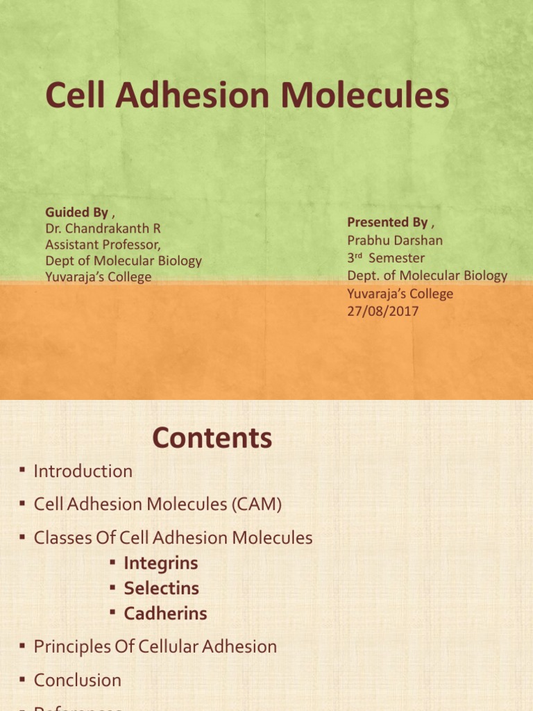 Cell Adhesion Molecules 3rd Sem 2 | PDF