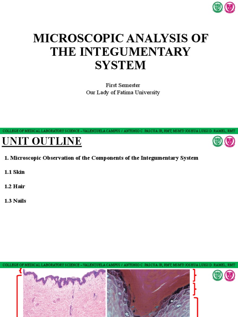 Microscopic Analysis of The Integumentary System | PDF | Integumentary ...