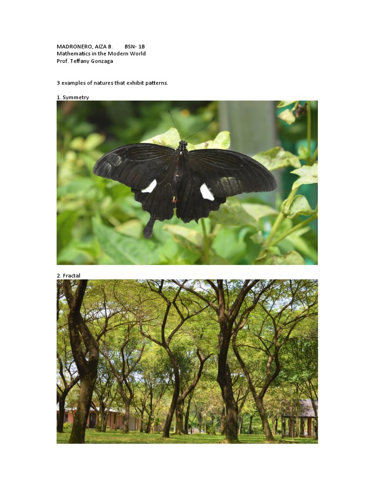 Patterns in Nature | PDF