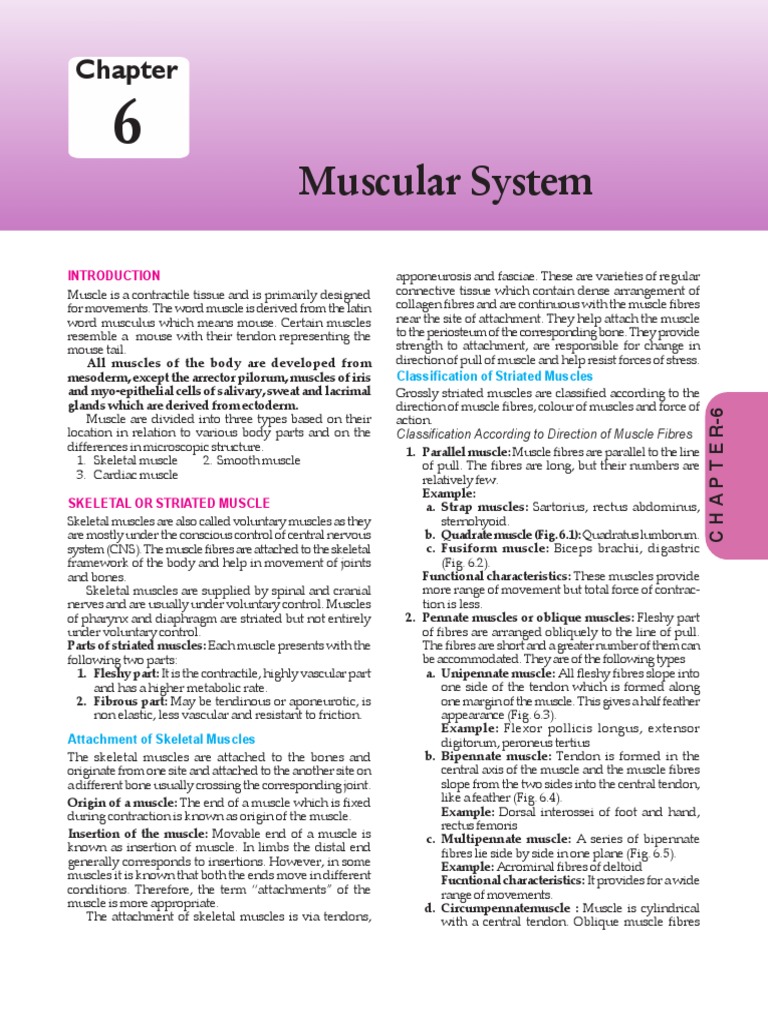 The Anatomy and Classification of the Muscular System | PDF | Skeletal ...