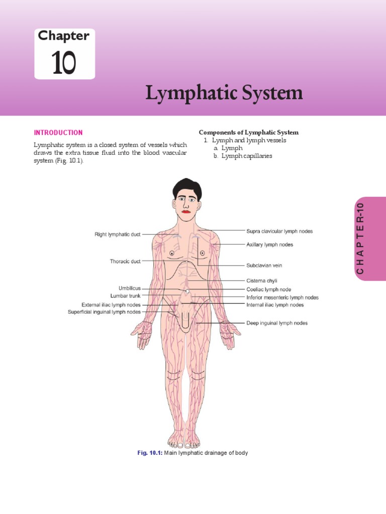 Lymphatic System | Download Free PDF | Lymphatic System | Immune System