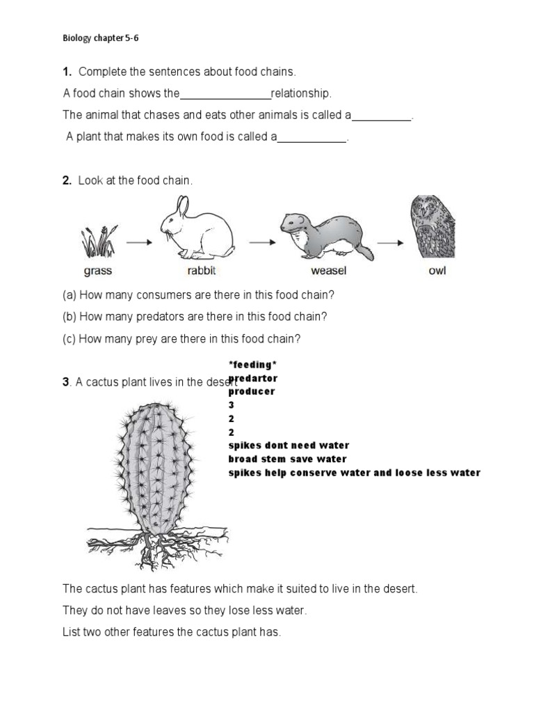Biology Chapter 5 - 6 | PDF | Predation | Biology