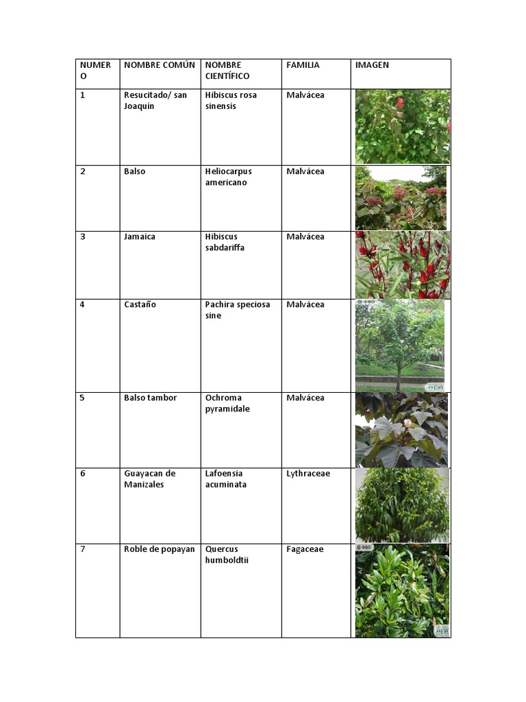 Dendrologia | PDF | Botánica | Plantas