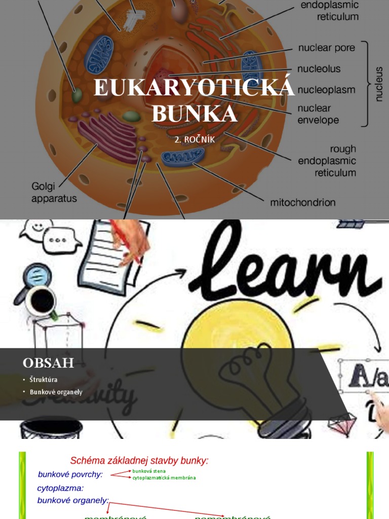 Eukaryotická Bunka | PDF