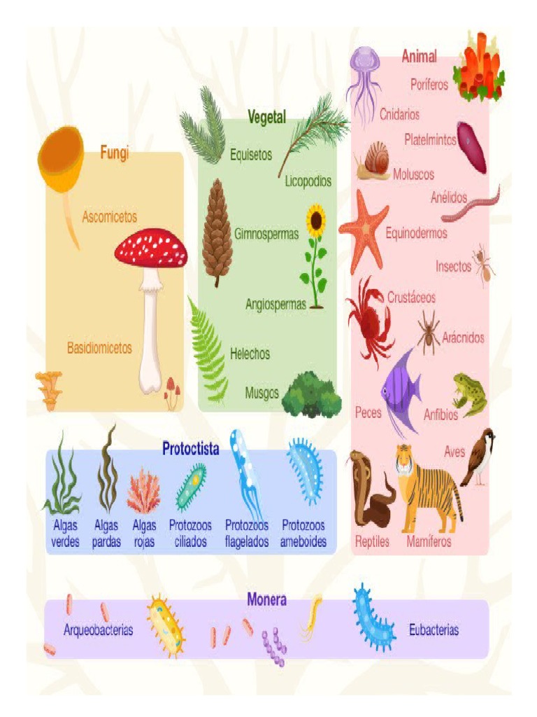 Clasificacion de Los Seres Vivos | PDF