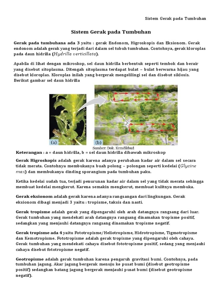 Sistem Gerak Pada Tumbuhan | PDF