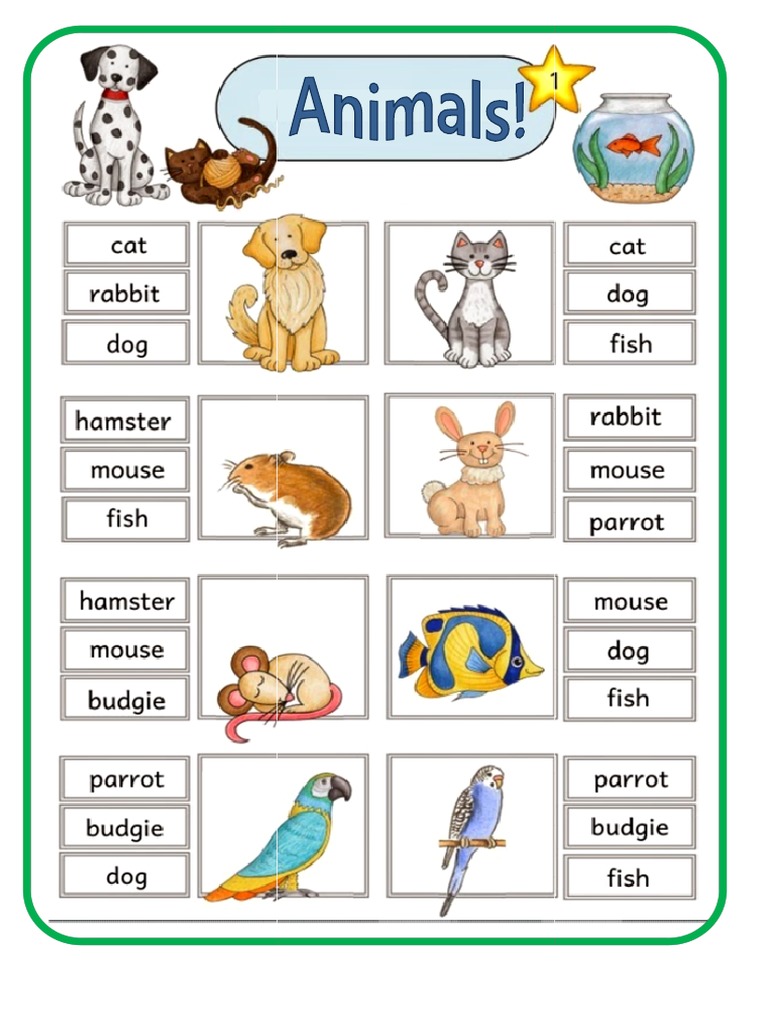Animals 3ro y 4to | PDF