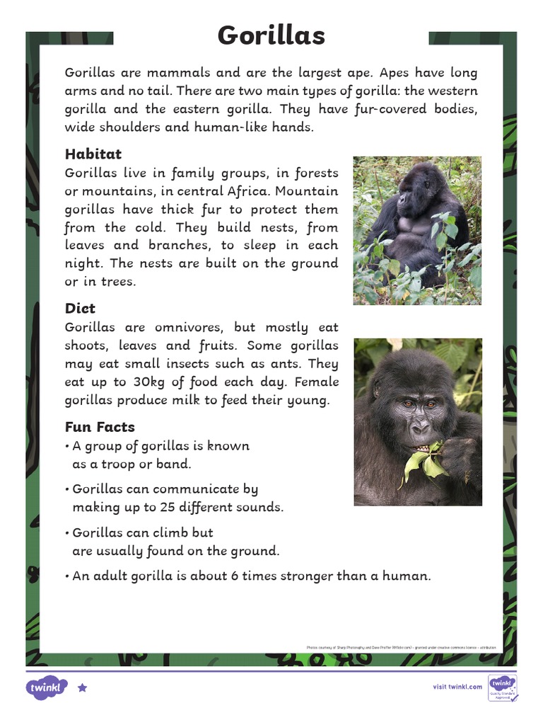Gorilla Fun Facts | PDF