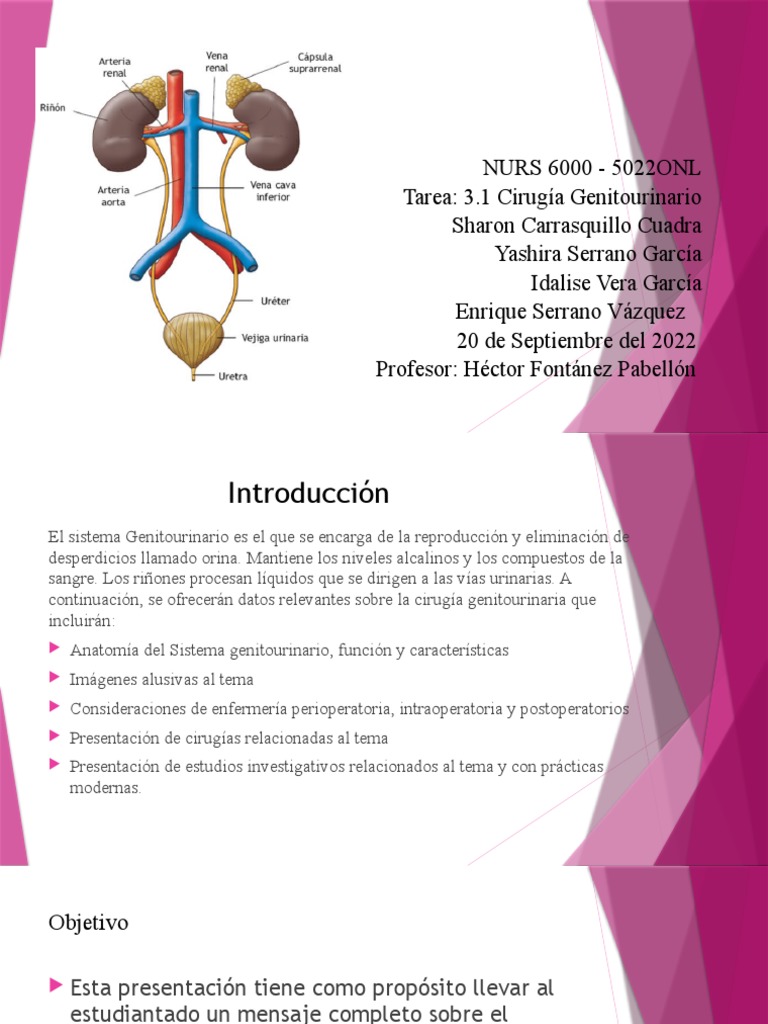 Presentación Genitourinario | Descargar gratis PDF | Sistema urinario | Vejiga urinaria