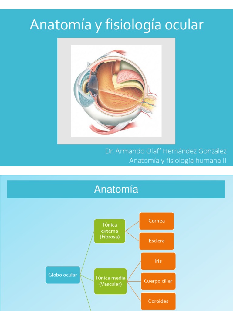 Anatomia Del Ojo | PDF | Ojo humano | Percepción visual