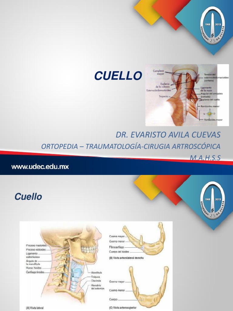 Anatomía de Cuello | PDF