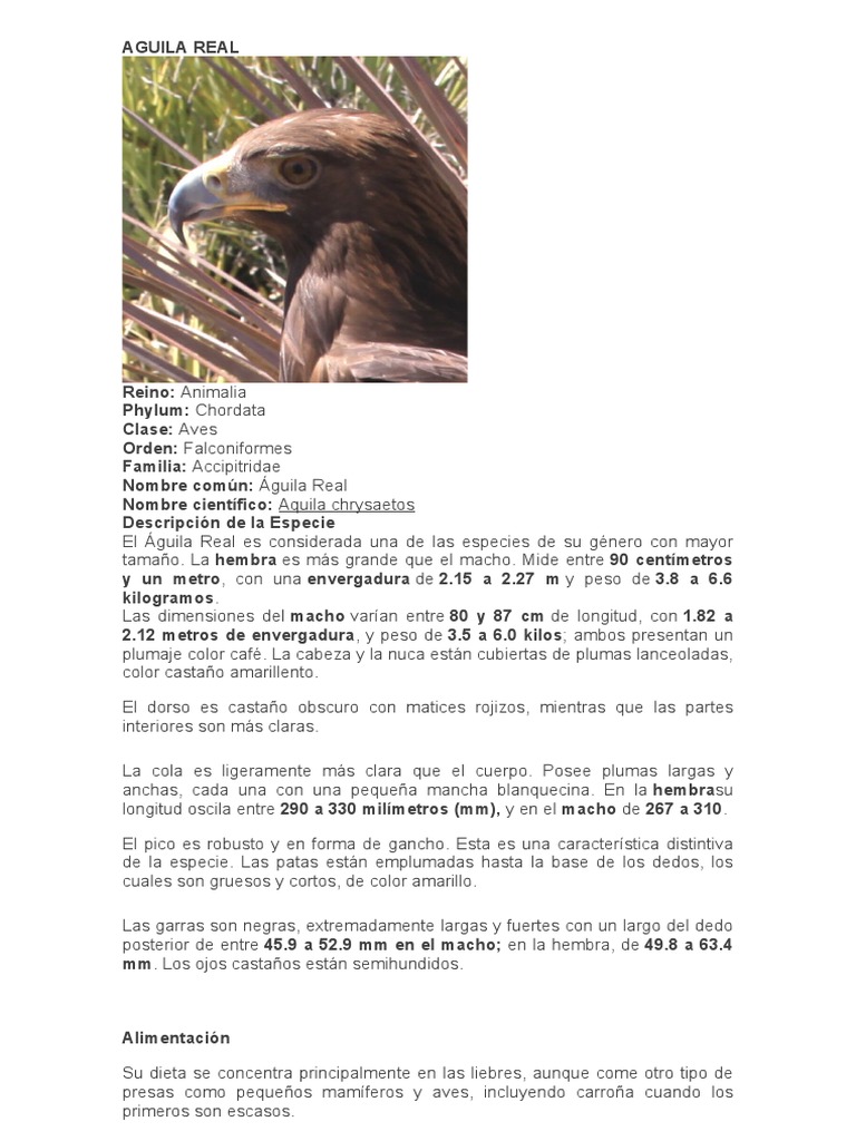 Aguila Real | PDF | Chihuahua (estado) | Aves holarctic