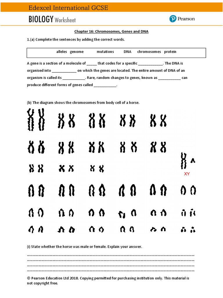 Igcse Bio Worksheet 16 Chromosomes Genes And Dna Pdf