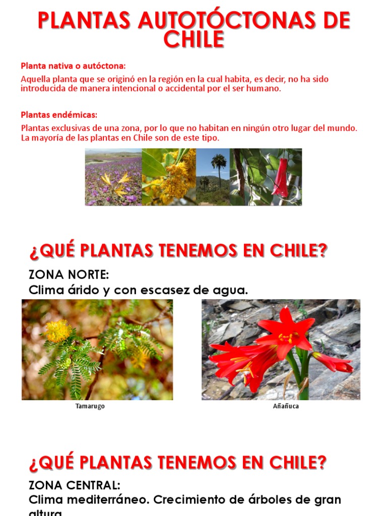 PPT Plantas Autóctonas de Chile | PDF