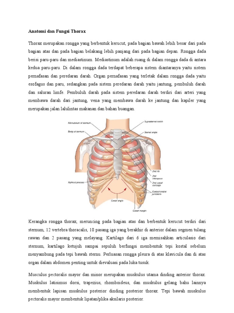 Anatomi Dan Fungsi Thorax