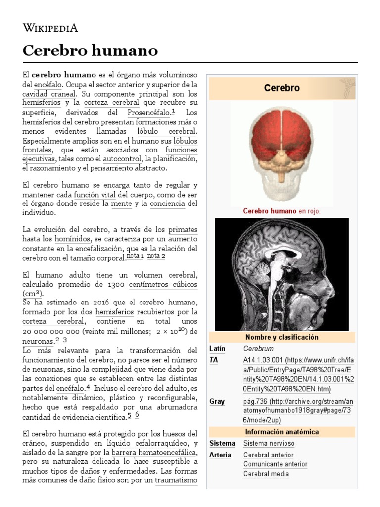 Cerebro Humano - Wikipedia, La Enciclopedia Libre | PDF | Cerebro | Corteza cerebral