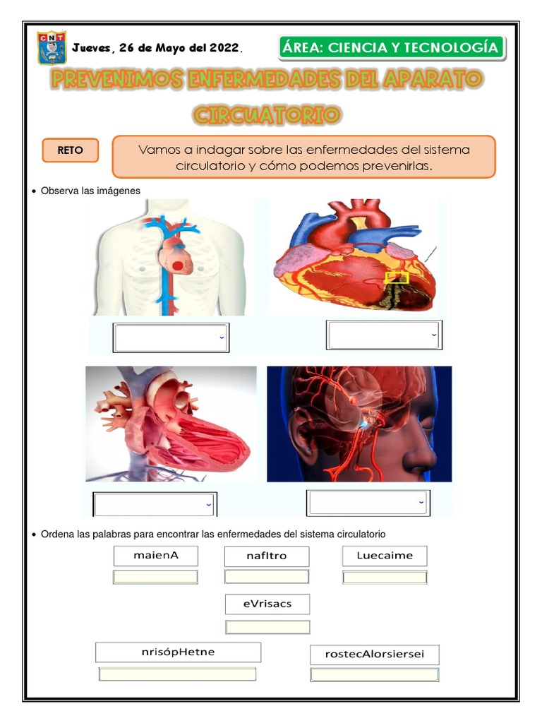 Hoja De Trabajo Sobre Las Partes De La Sangre