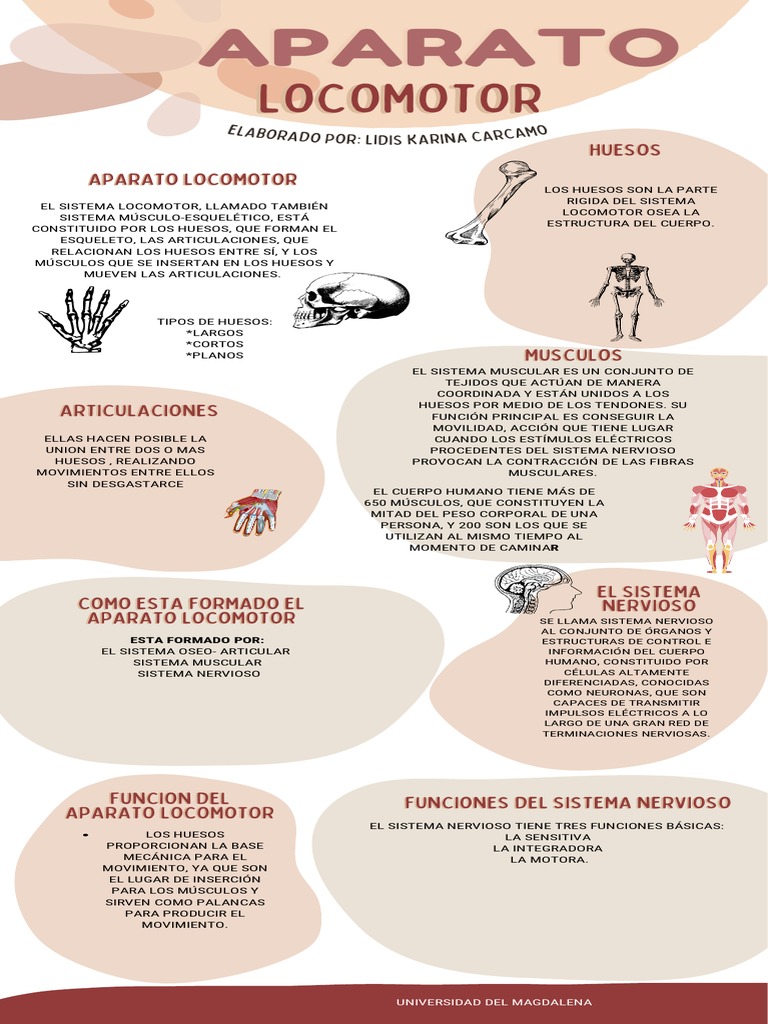 Aparato Locomotor Infografia | PDF