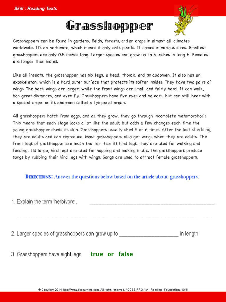 Grasshopper | PDF | Insects | Arthropods