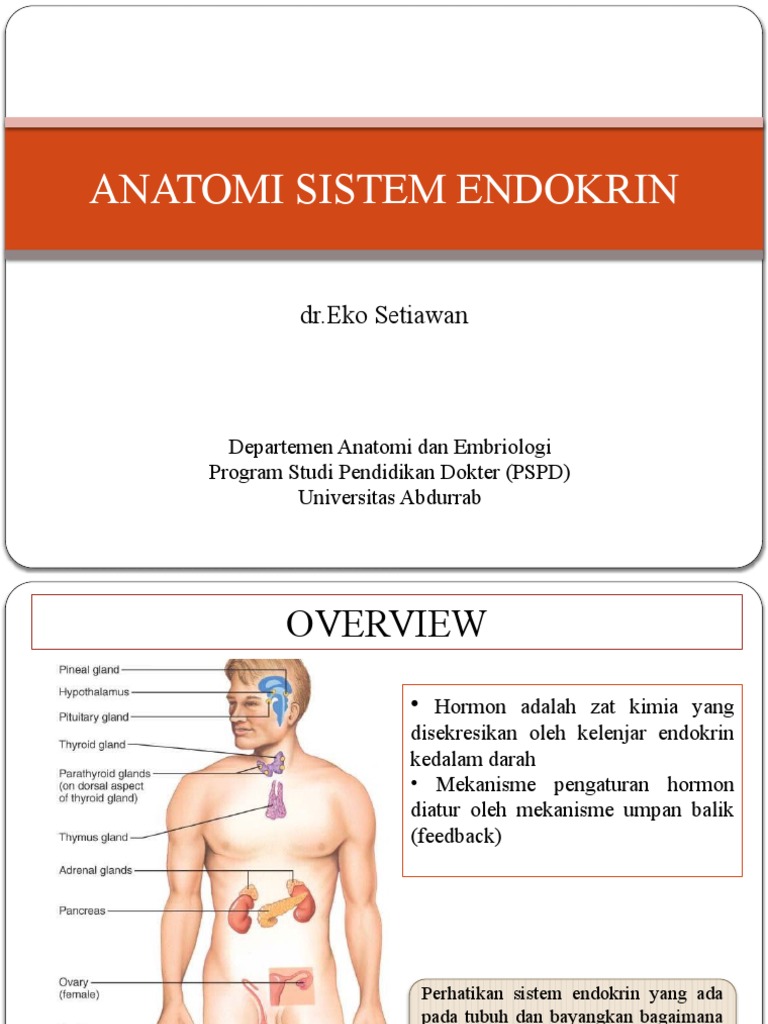 Anatomi Sistem Endokrin | PDF
