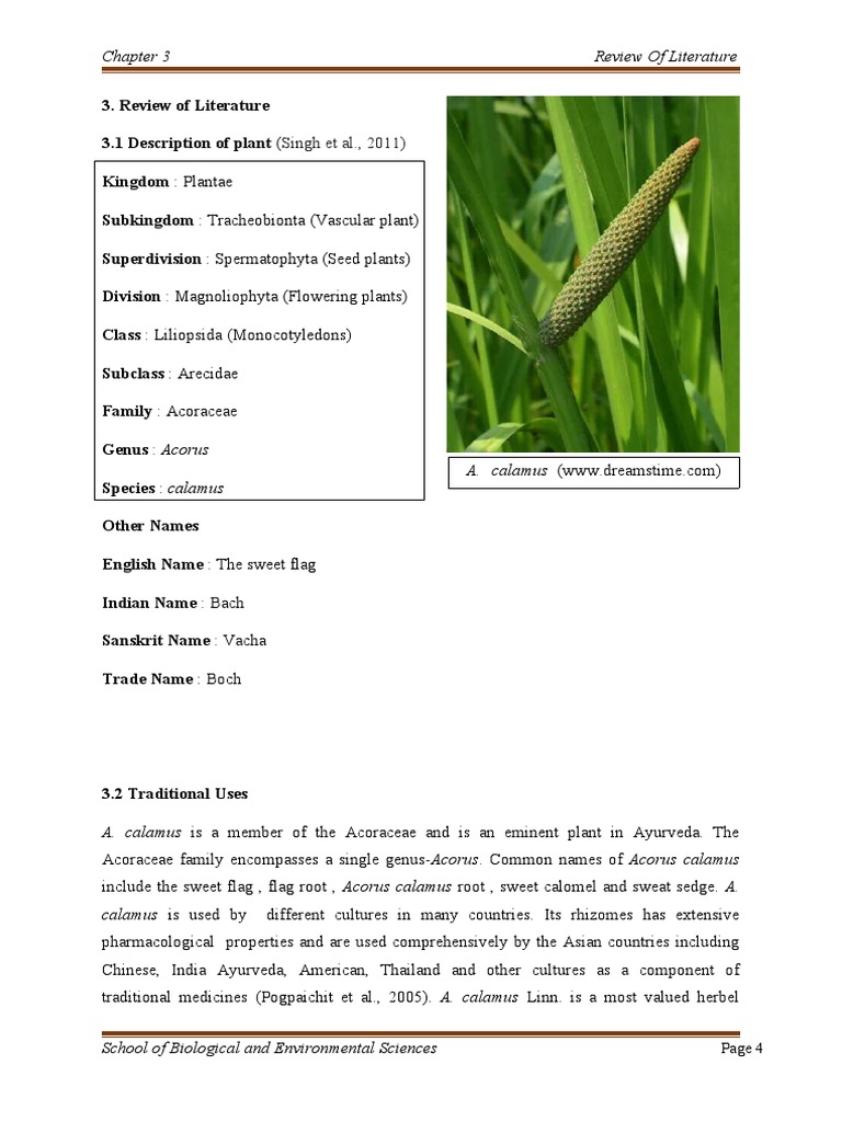 A. calamus: Traditional Uses & Benefits | PDF | Medical Specialties ...