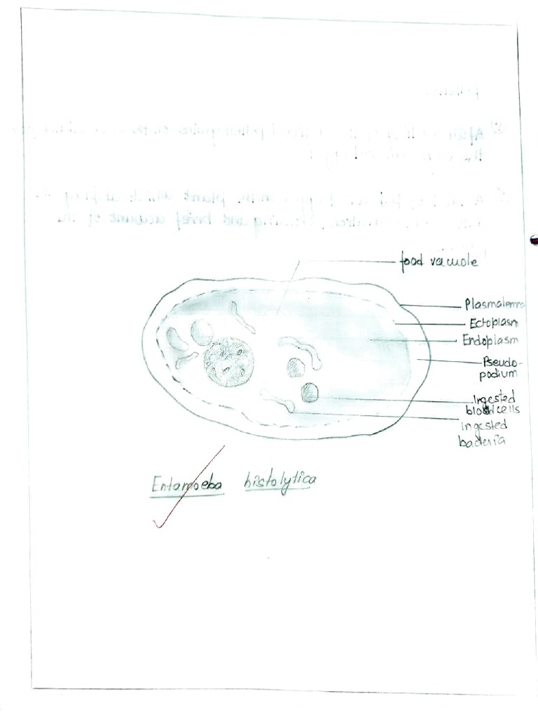 Term II Bio Practical Spots | PDF | Parasitology | Biology
