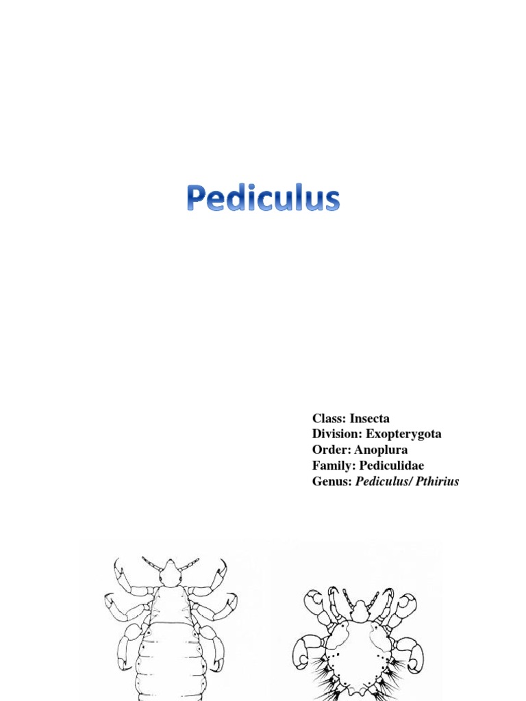 Pediculus | PDF