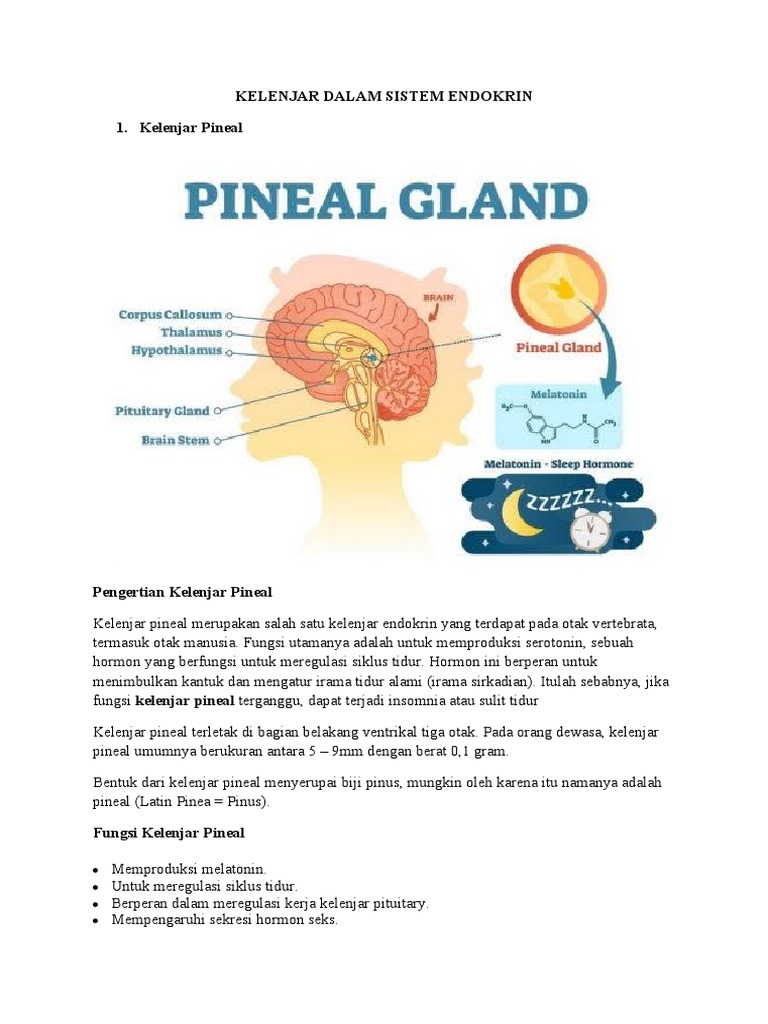Kelenjar Pineal | PDF
