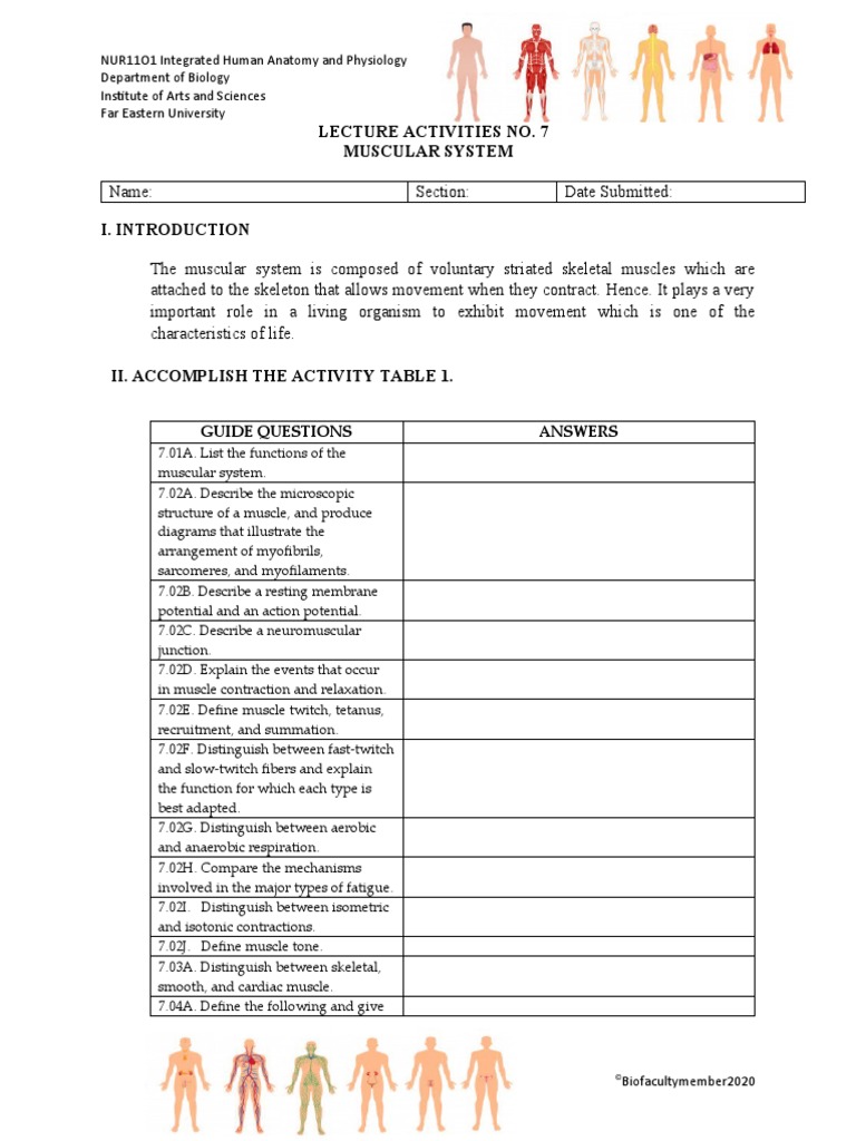 Lec Activity7 Muscular System | PDF | Skeletal Muscle | Muscle Contraction