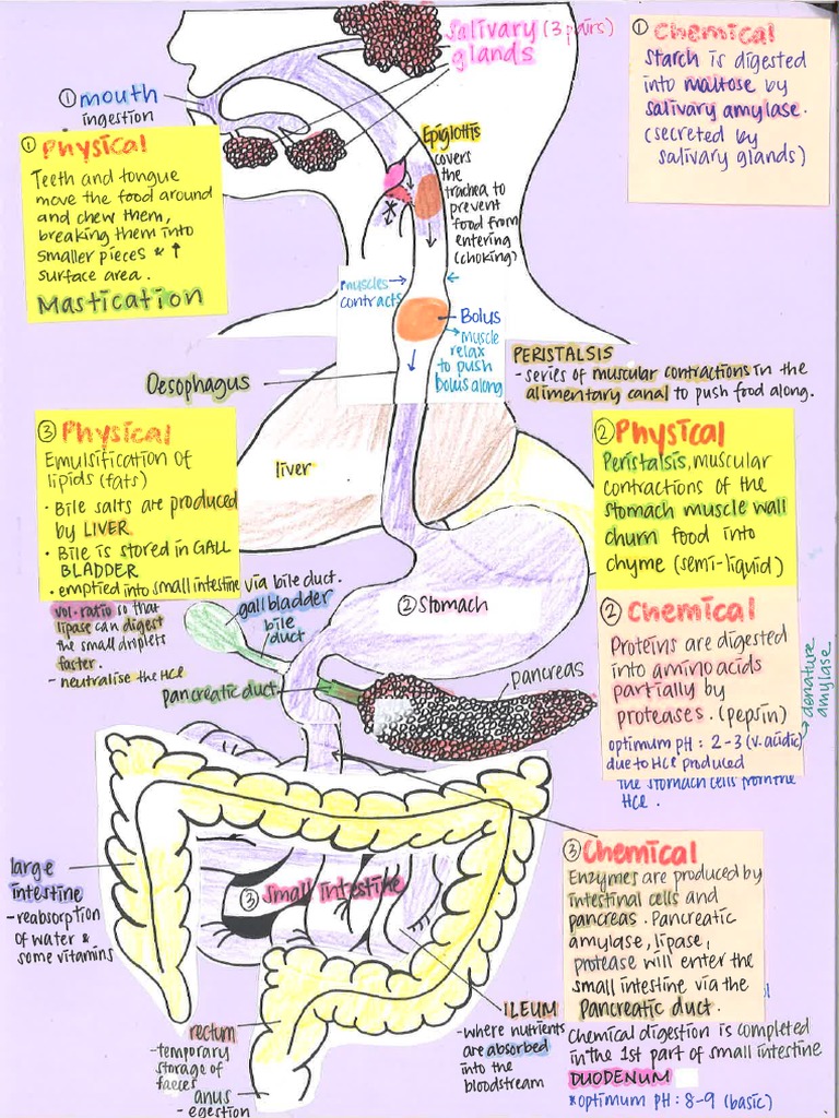 G2B Human Chemistry Class Notes | PDF
