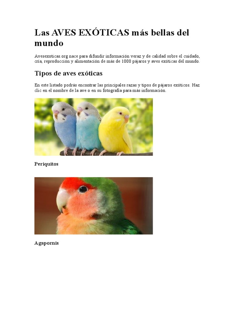 Las 10 aves exóticas más bellas | PDF | Aves | Loro