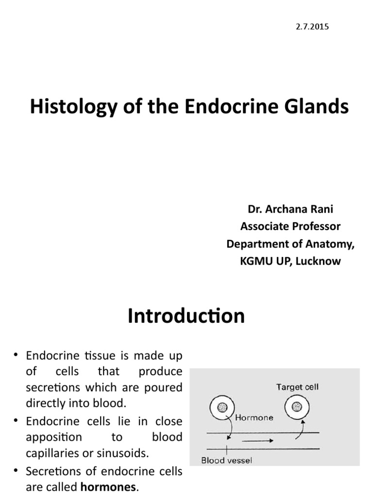 Histology of Endocrine Glands | PDF | Pituitary Gland | Adrenal Gland