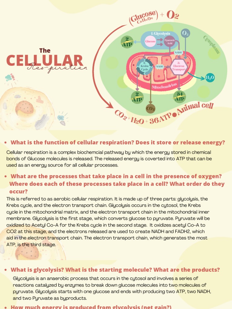 Cellular Respiration Explained: Processes & Energy | PDF | Cellular ...