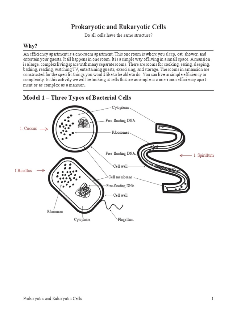 Prokaryote and Eukaryote Cells - PeTa2 | PDF | Cell (Biology) | Prokaryote