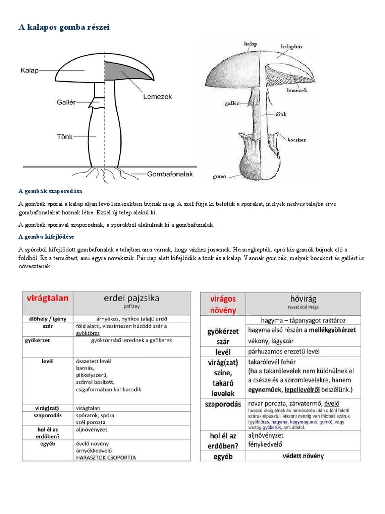 A Kalapos Gomba Részei - Docx Erdei Állatok | PDF