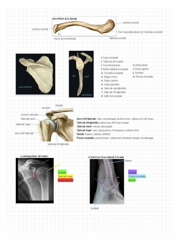 Anatomía 2do Semestre - LAB 1 | PDF