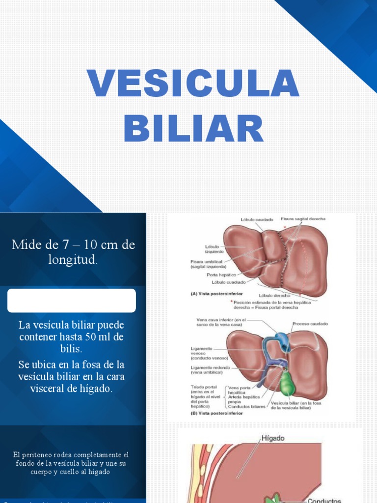 Anatomia Vesicula Biliar | PDF