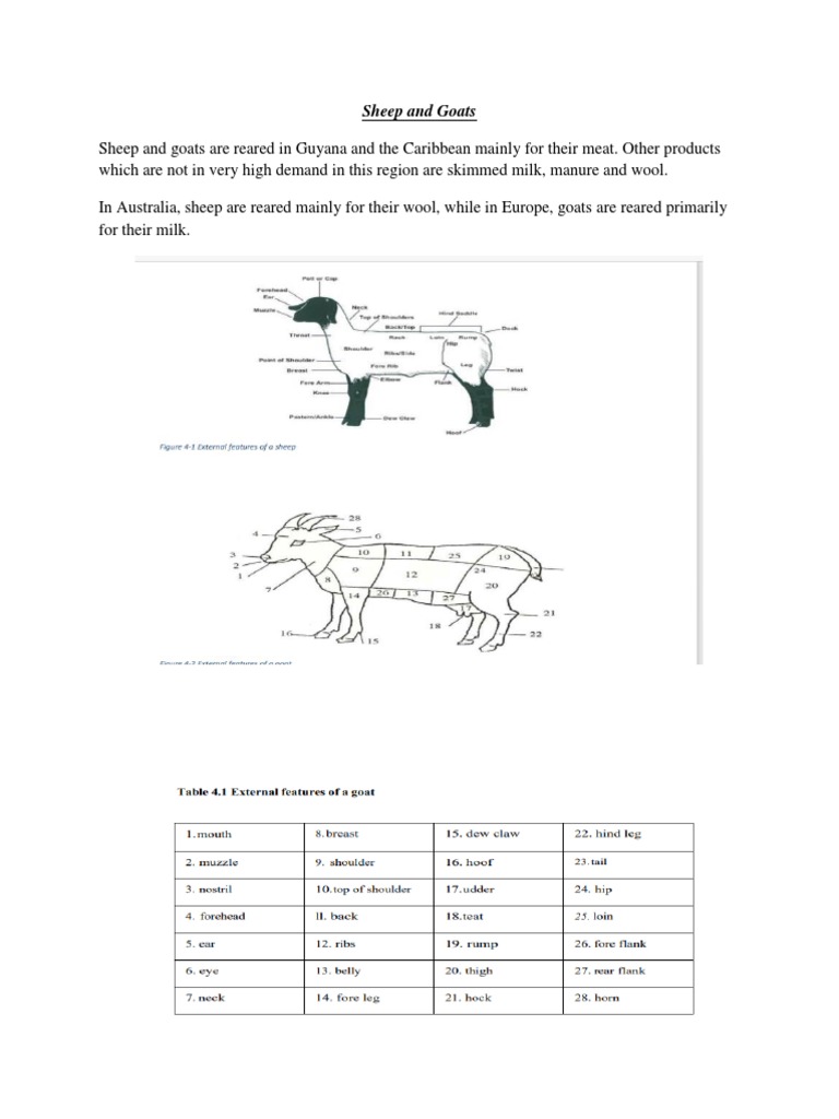 Sheep and Goats Grade 9 | PDF | Cooking, Food & Wine
