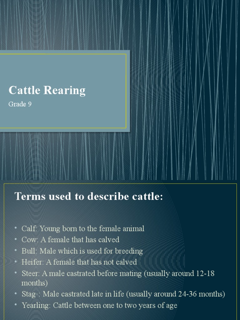Cattle Rearing 2 | PDF | Technology & Engineering
