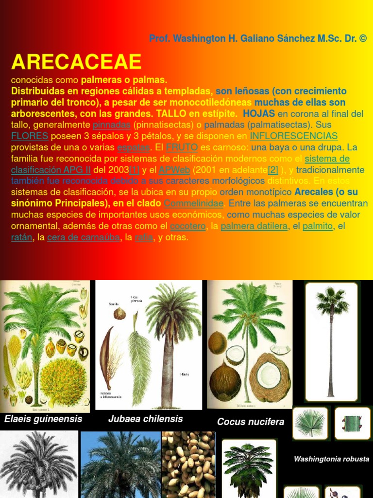 Características de la familia Arecaceae | PDF | Arecaceae | Morfología Vegetal